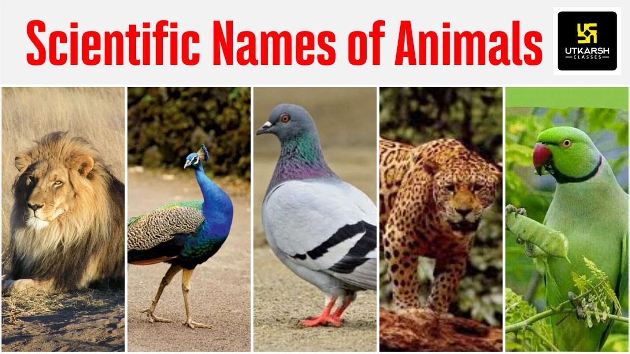 Scientific Names of Some Common Animals | वैज्ञानिक नाम | By Amit Tak ...