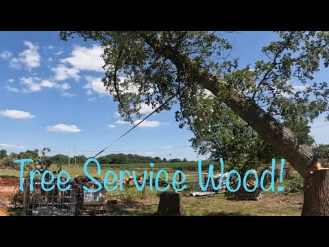 Getting Free Tree Service Wood! PT.1 - YouTube