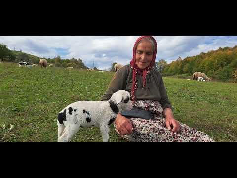 GÖLKÖY BAYIRALAN -BARDAKÇI YAYLASI-  OBA TV