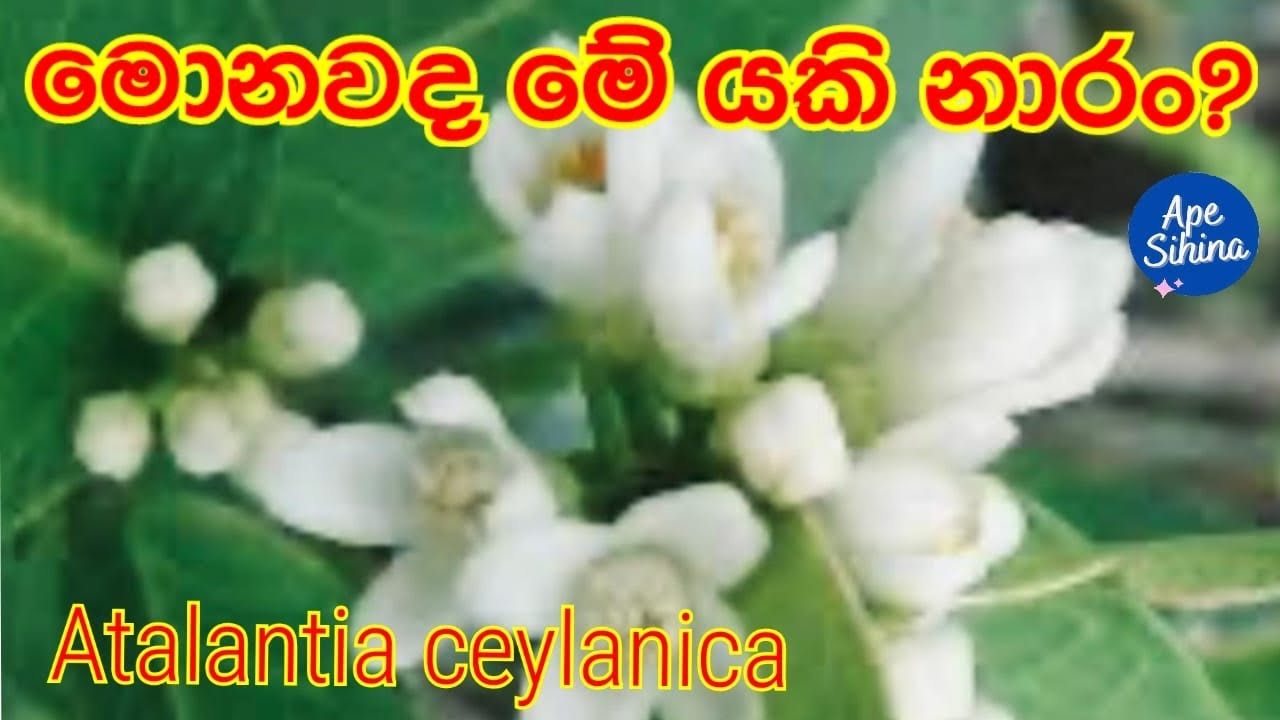 යකි නාරං වල සියලුම තොරතුරු | Yaki Naran | යකිනාරන් | යකි නාරන්| යකිනාරං ...