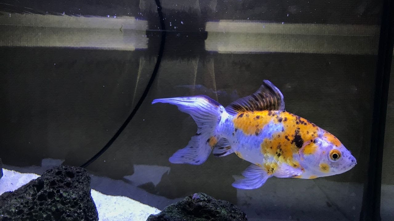 CARPA KOI | CUIDADOS Y ALIMENTACIÓN DE LA CARPA KOI - YouTube