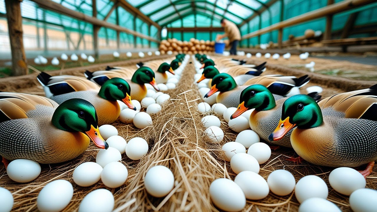 Most productive duck farm for egg production - Duck farming for ...