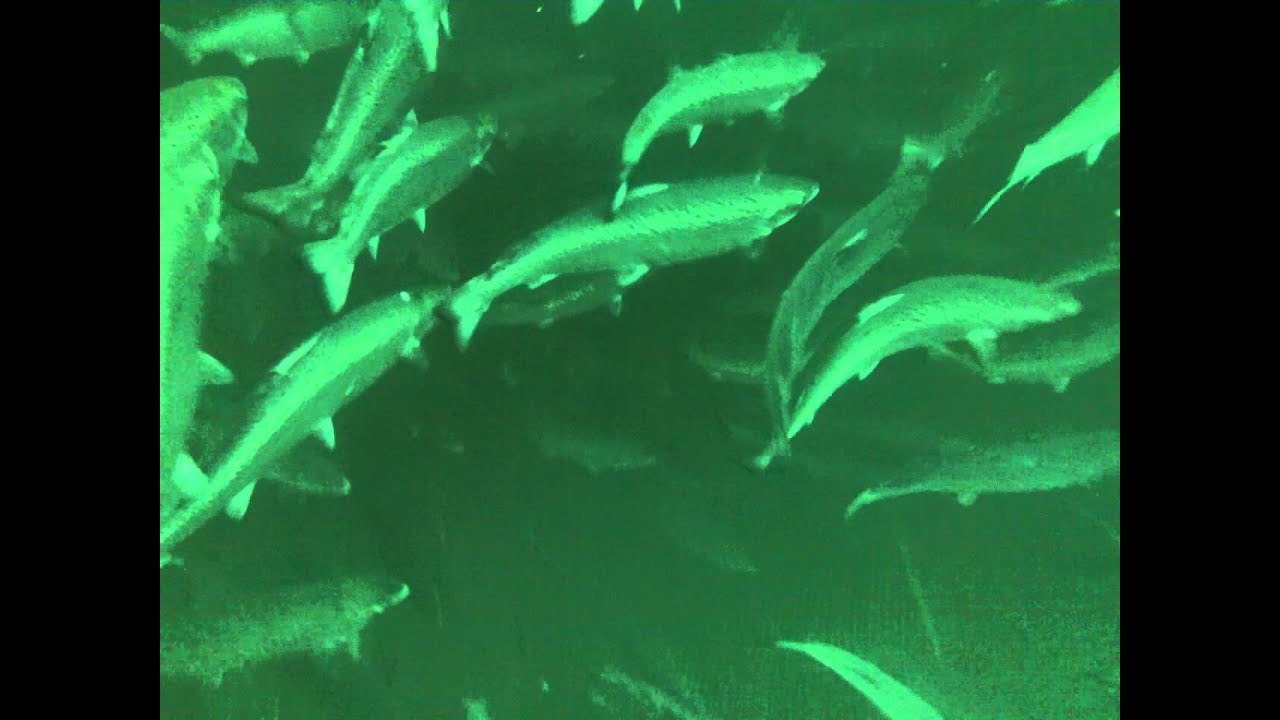 Commercial Diving Salmon Fish Farm Net Inspection Scuba GoPro - YouTube