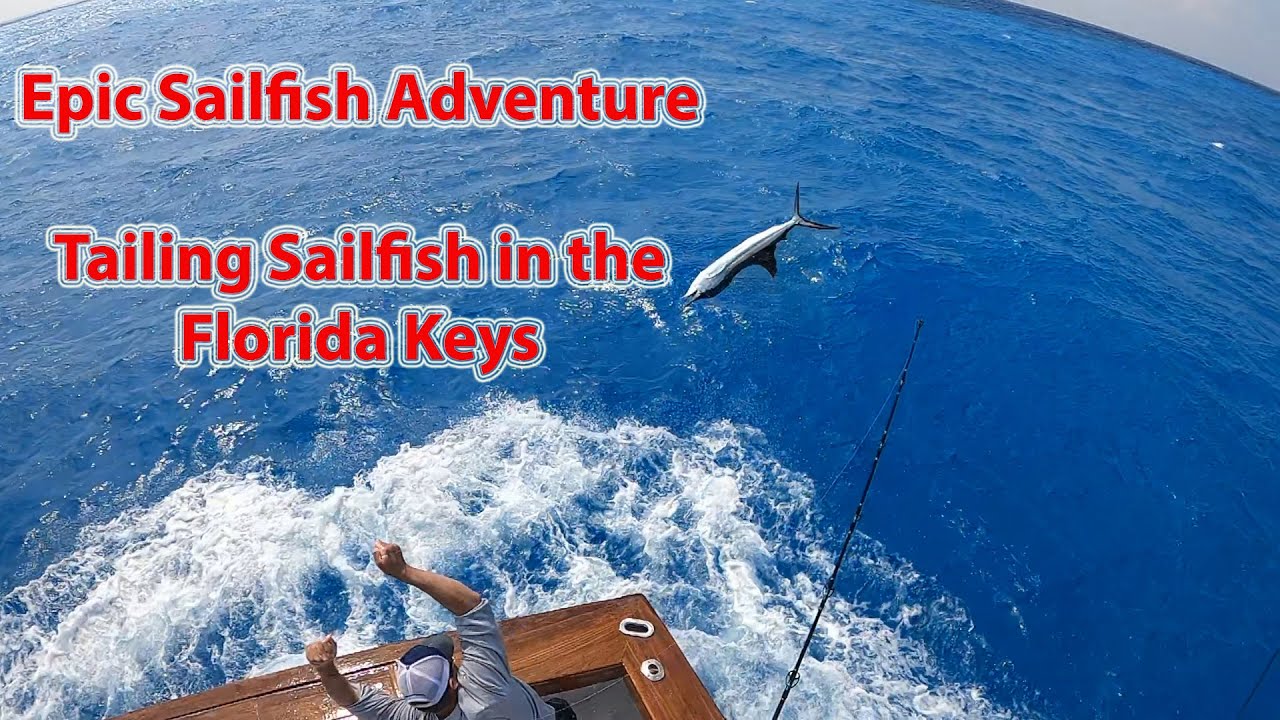Tailing Sailfish - Epic fishing trip catching 18 Sailfish in Islamorada ...