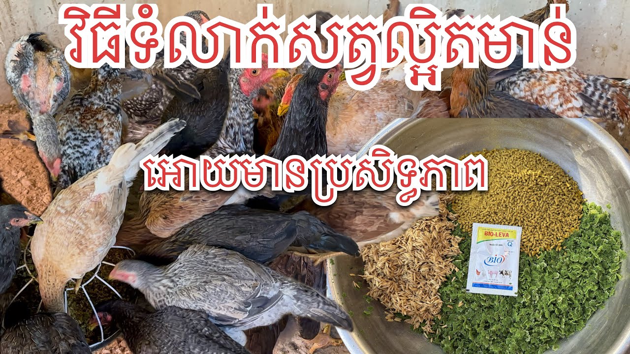 វិធីទំលាក់សត្វល្អិតមាន់អោយមានប្រសិទ្ធភាព, How to effectively repel ...