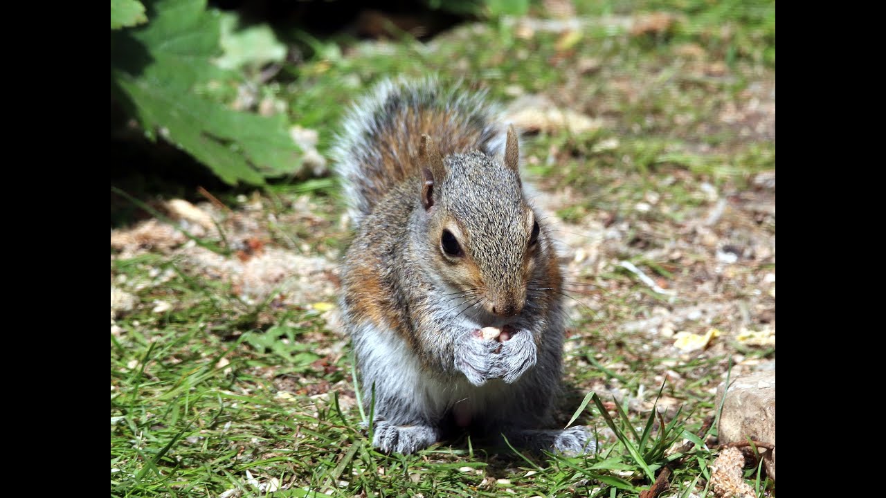 Baby squirrel playing ... - YouTube
