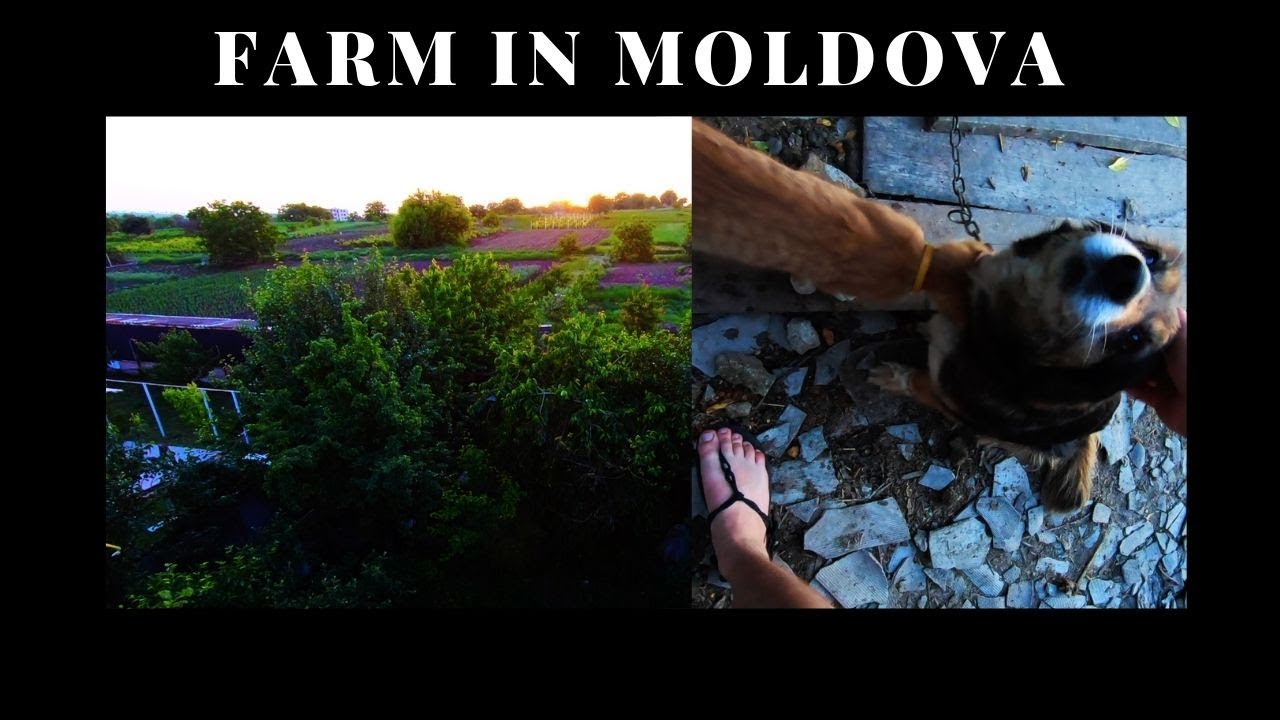 #134 FARM IN MOLDOVA - YouTube
