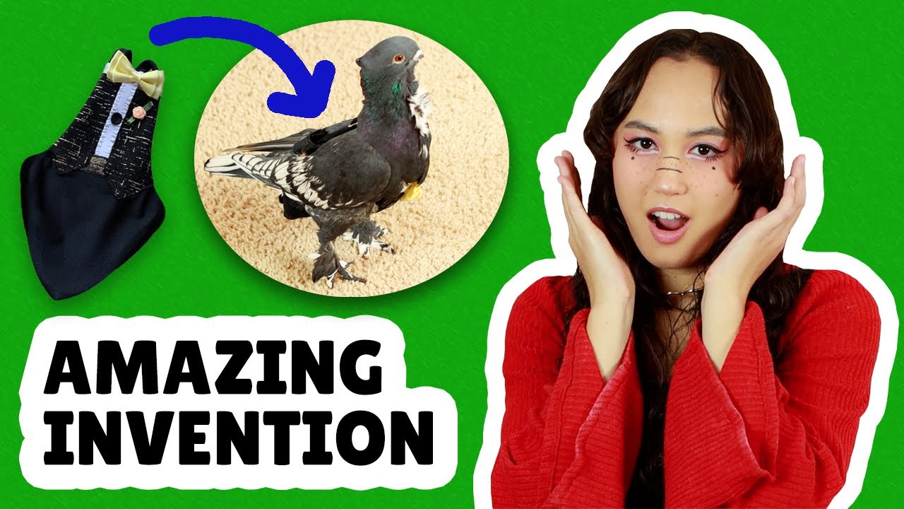 How to PUT a PIGEON DIAPER on your PET BIRD NO MESS - Keep your house ...