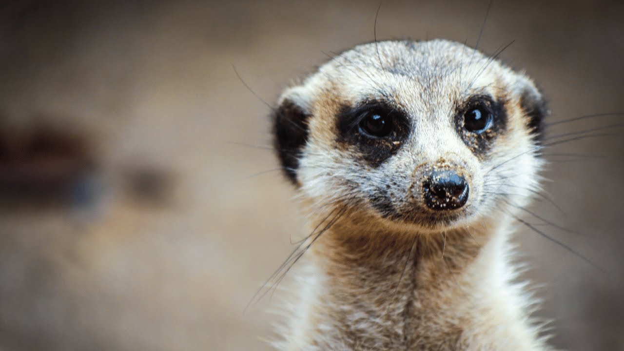 Uncover the Fascinating World of Meerkat in 4K Ultra HD - Cute and ...