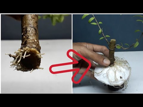 develop root to create beautiful nebari | program akar bonsai anting putri | santalia | jeliti