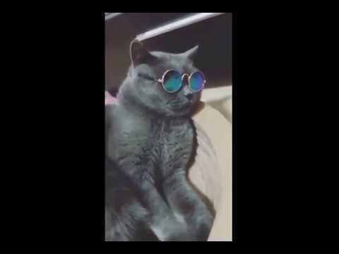 ANIMALS MAKE US LAUGH 😂😂😂🔥 [HILARIOUS COMPILATION] - YouTube