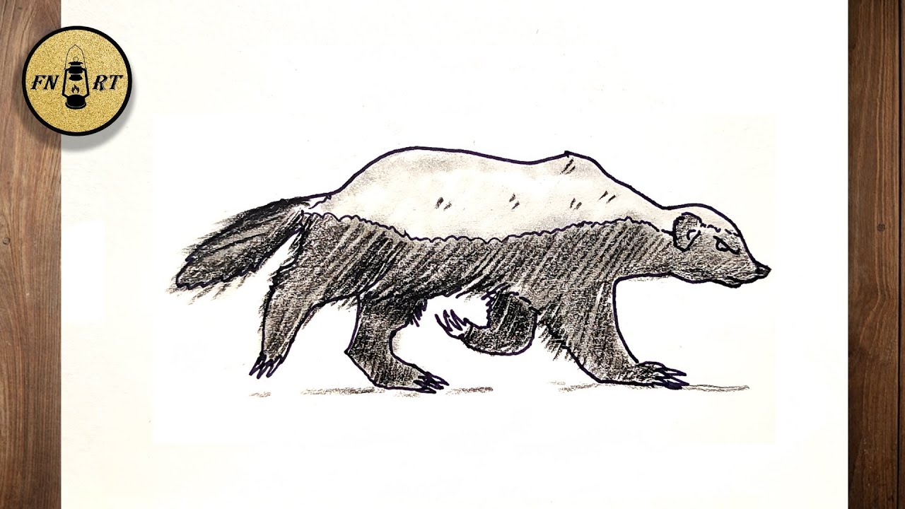 How to Draw a Honey Badger Step by Step - YouTube