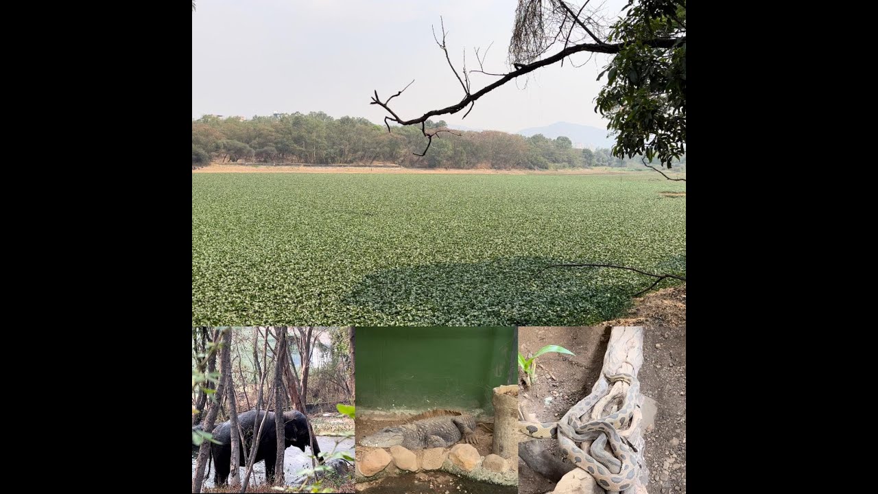 #62 | Rajiv Gandhi Zoological Park | Biggest Animal Zoo in Maharashtra ...