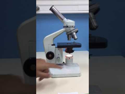 Utilisation du microscope optique et légendes pour les 6ème - YouTube