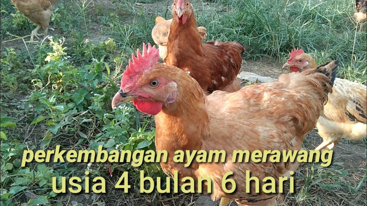 PERKEMBANGAN AYAM MERAWANG USIA 4 BULAN 6 HARI - YouTube