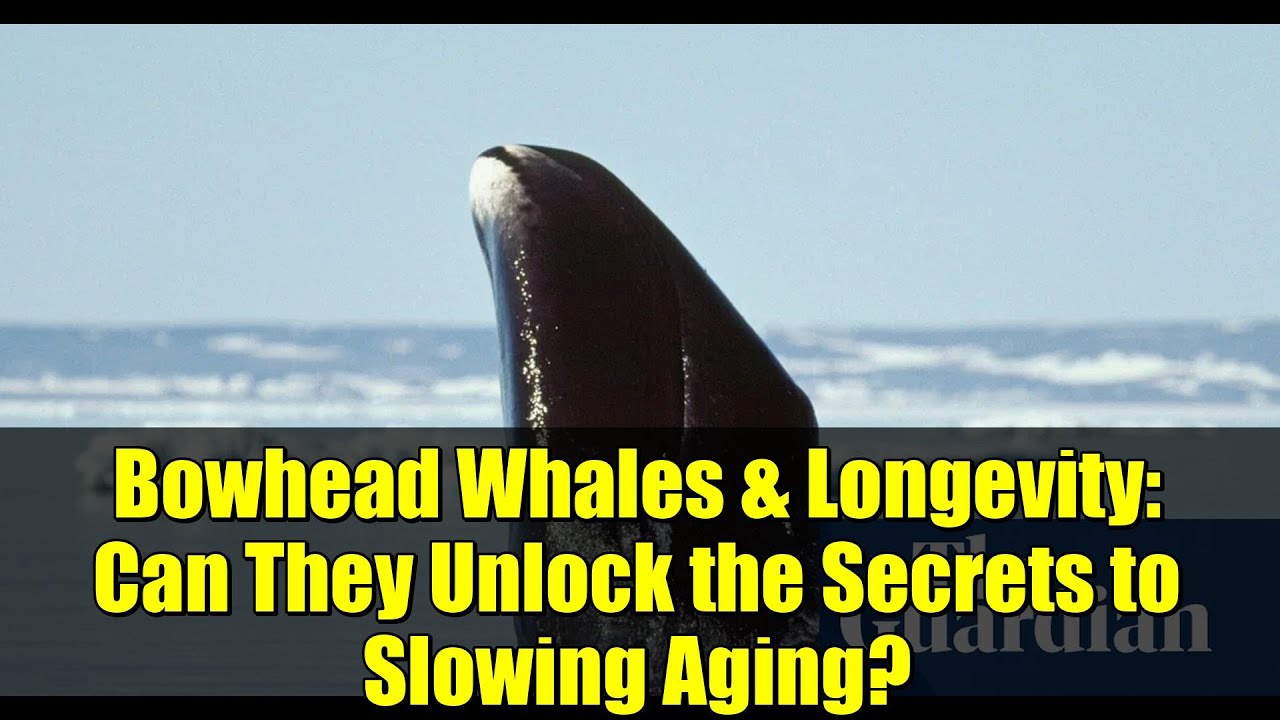Bowhead Whales & Longevity: Can They Unlock the Secrets to Slowing ...