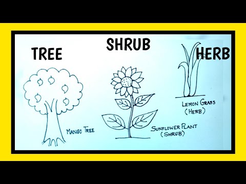 herb shrub tree drawing|how to draw a herb shrub tree|herbs shrubs and ...