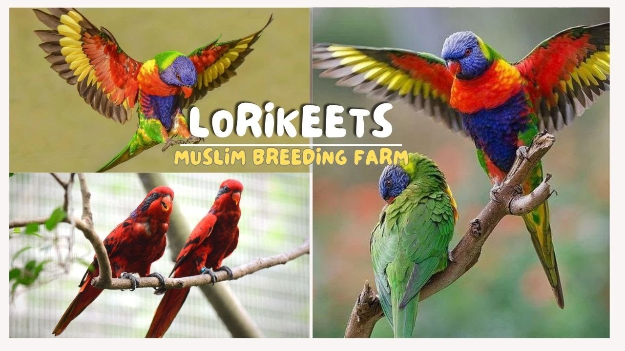 Rainbow lorikeet Gray Parrots | Flying Parrots | Muslim Breeding Farm ...