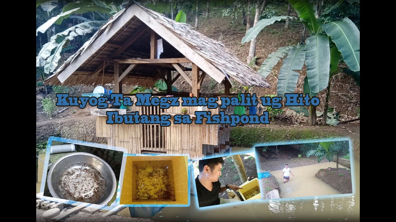 Mag Buhi me ug Ito/Hito/Pantat(Catfish) sa amuang Fishpond | Marvin ...