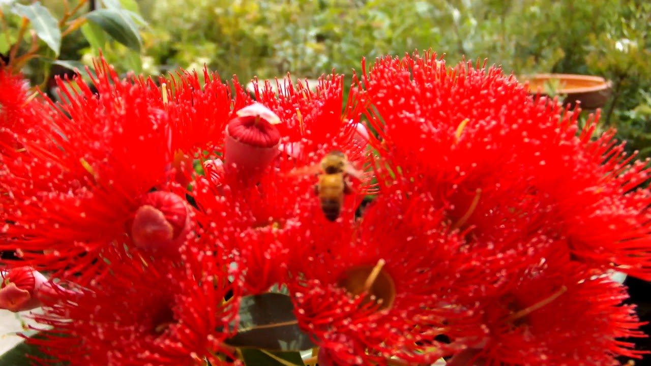 Bee on a grafted gum at Wyee Nursery - YouTube