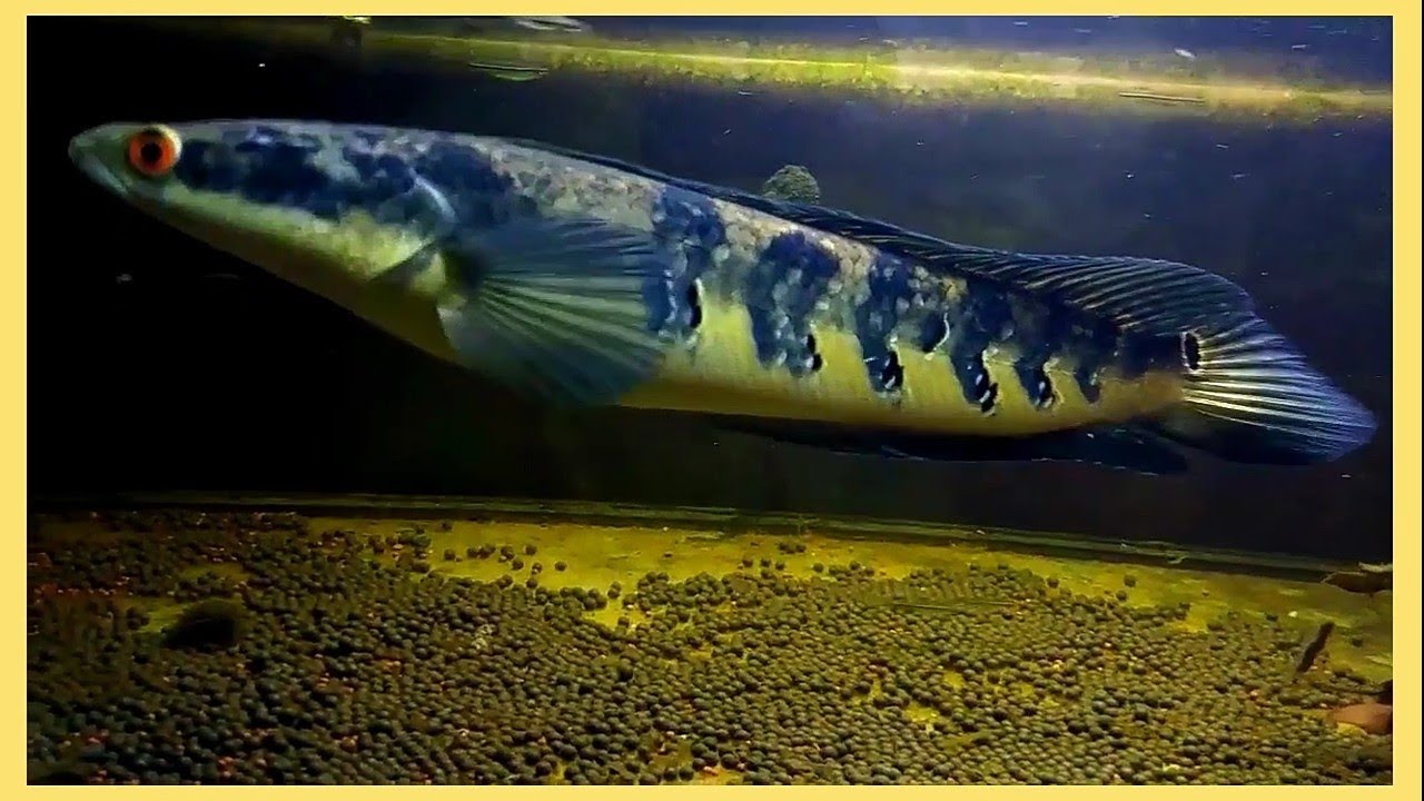 CHANNA MARU YS BAR SIMET BUNGA MANTAP - YouTube