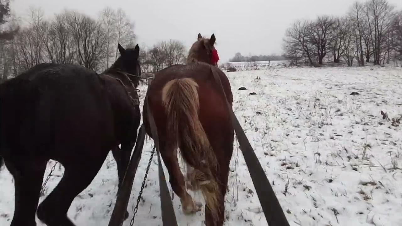 коні на продаж коні ваговози коні в Україні /koni Ukraine - YouTube