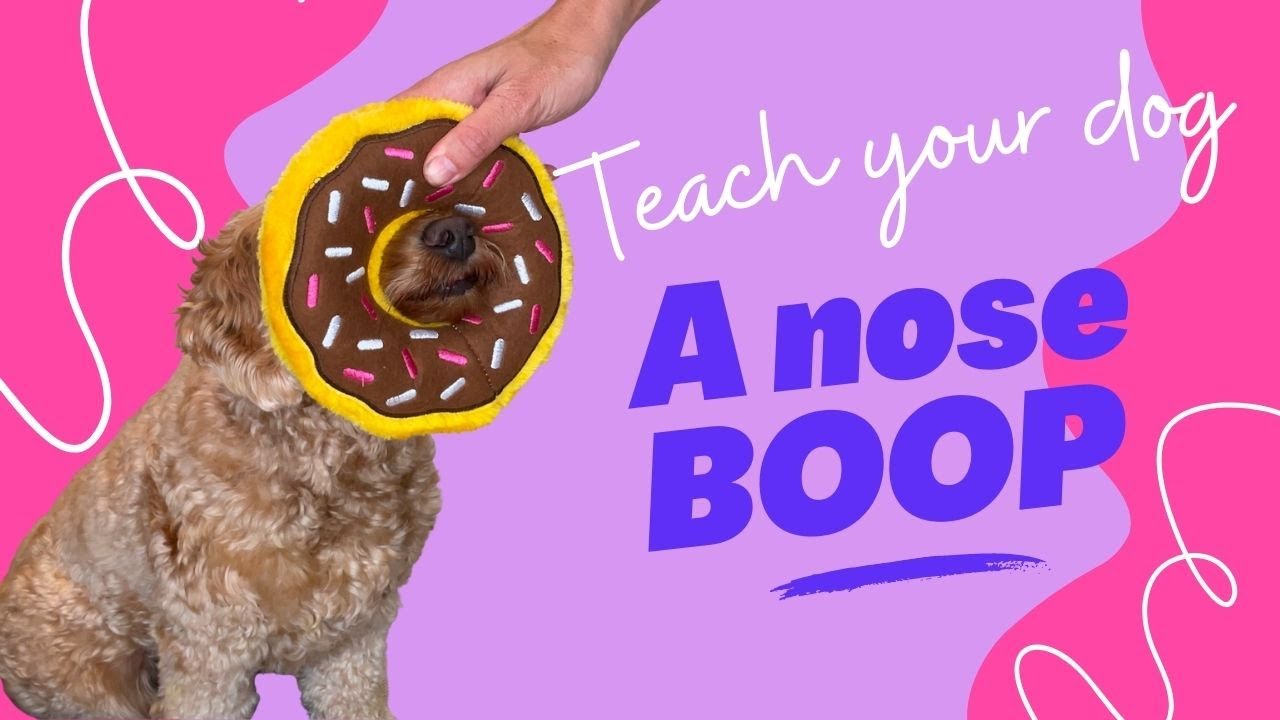 How to teach your dog a nose boop - YouTube