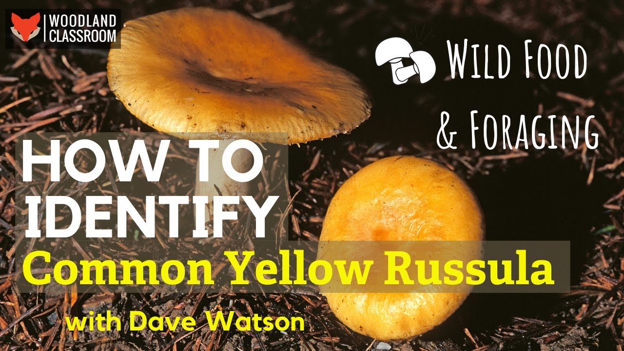 How To Identify Common Yellow Russula (Wild Food & Foraging) - YouTube