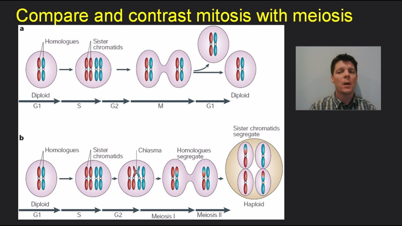 Mitosis, Meiosis & Cancer - Mr Pauller - YouTube