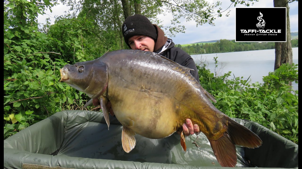 Karpfenangeln am Natursee. (Welsangler auf Abwegen) Taffi Tackle , Carp ...