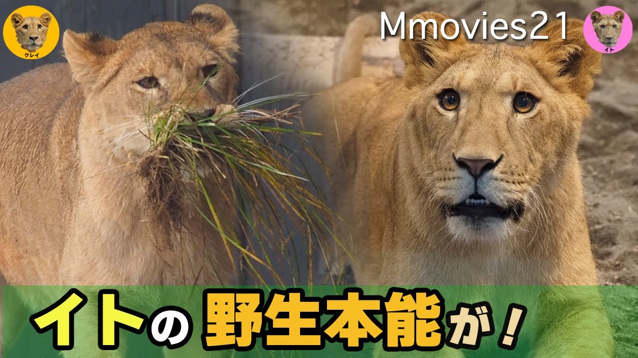 リニューアル工事①初めて見た動物!?イトの観察力〜クレイ冬の草遊び~円山動物園ライオンの成長記録〜Cray & Ito Lions life ...