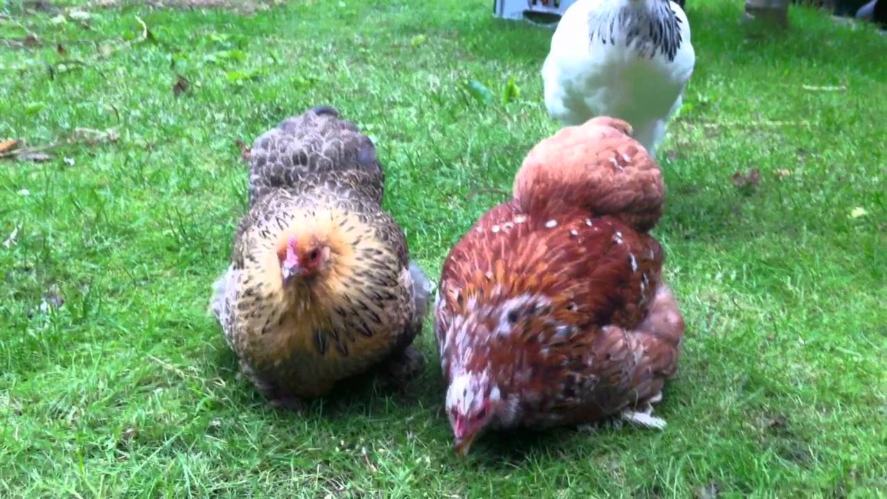 Chickens! - YouTube