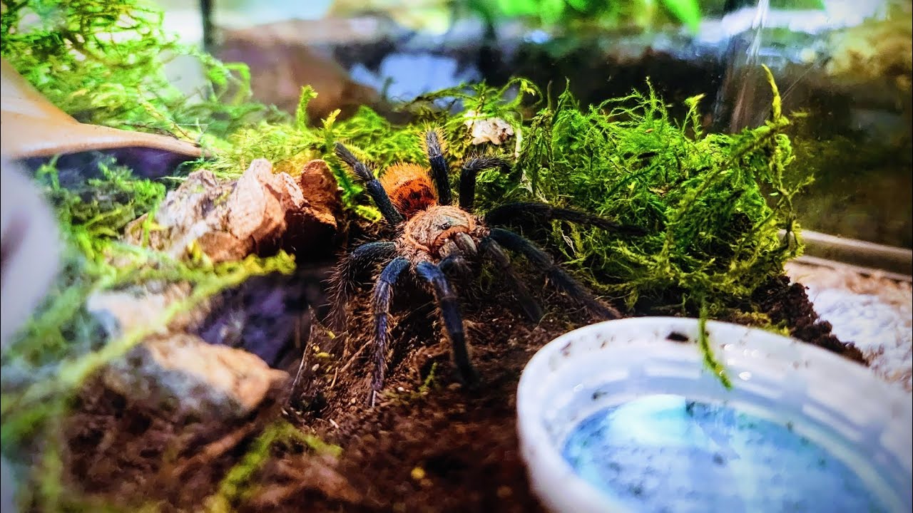 ARACHNOPHOBIA AND CHILL... water my tarantulas with me! - YouTube