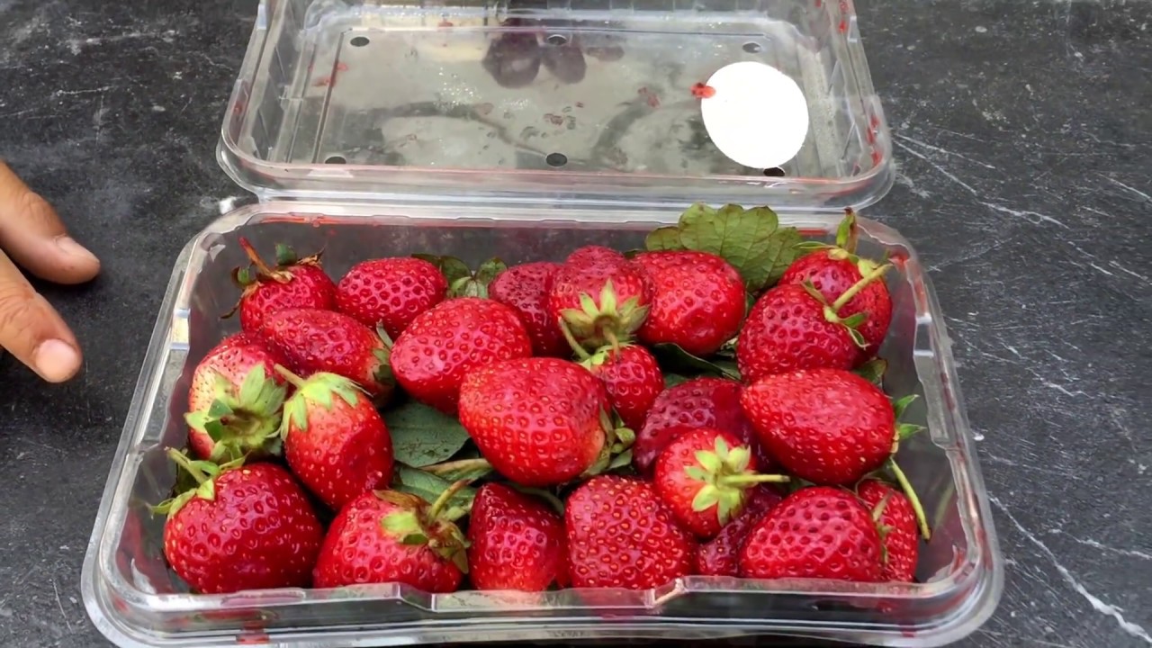 เช รีวิวสตอเบอรี่ ลูกแดงๆ สดๆ จากวังน้ำเขียว Strawberry | Che Chef Play ...