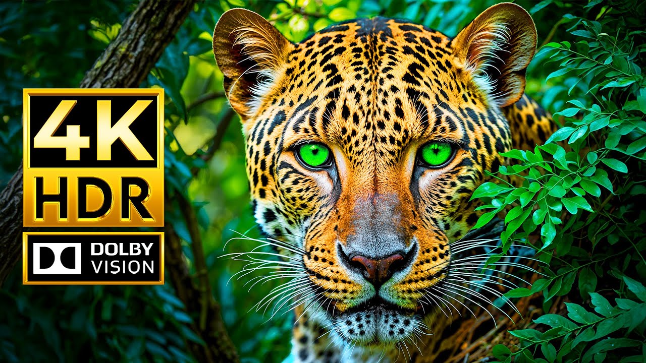 THE CHARMING BEAUTY OF ANIMALS 4K HDR | with Cinematic Sound (Colorful ...