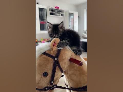 Большие игрушки для Мейн Кунов #kitten #cat #mainecoon #cute # ...