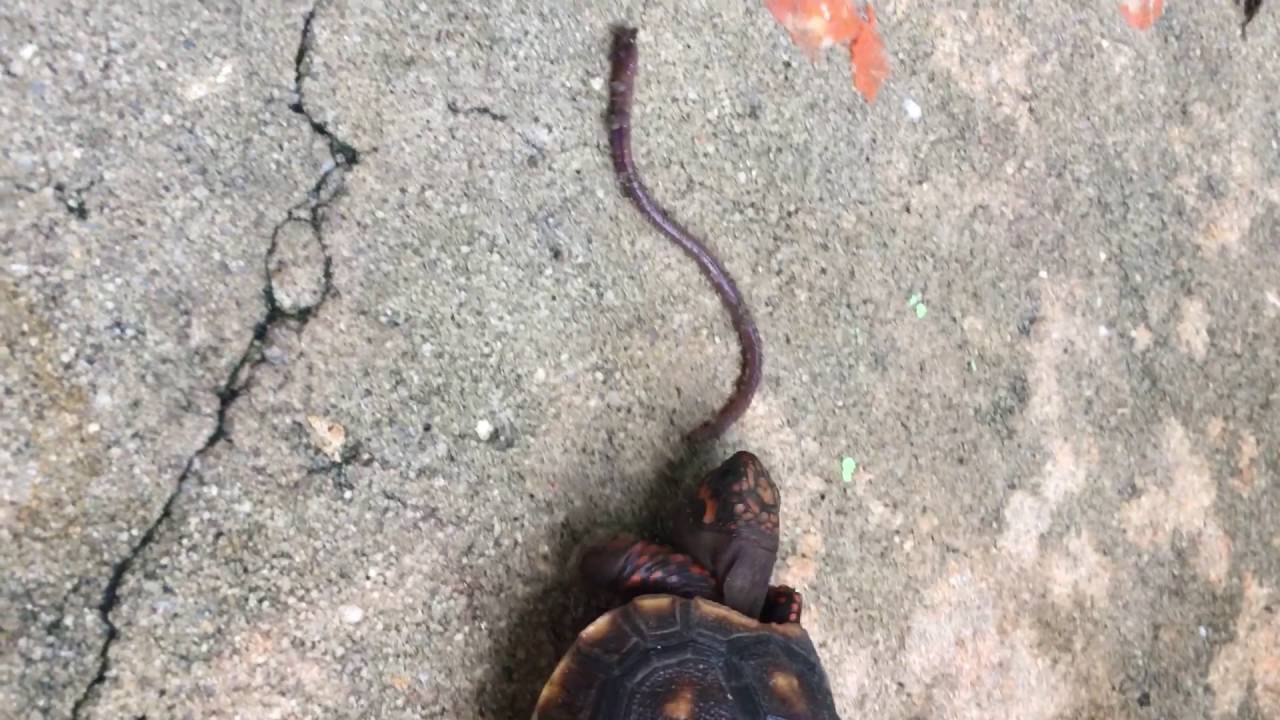 Red Foot Tortoise eats worm to Adele - YouTube