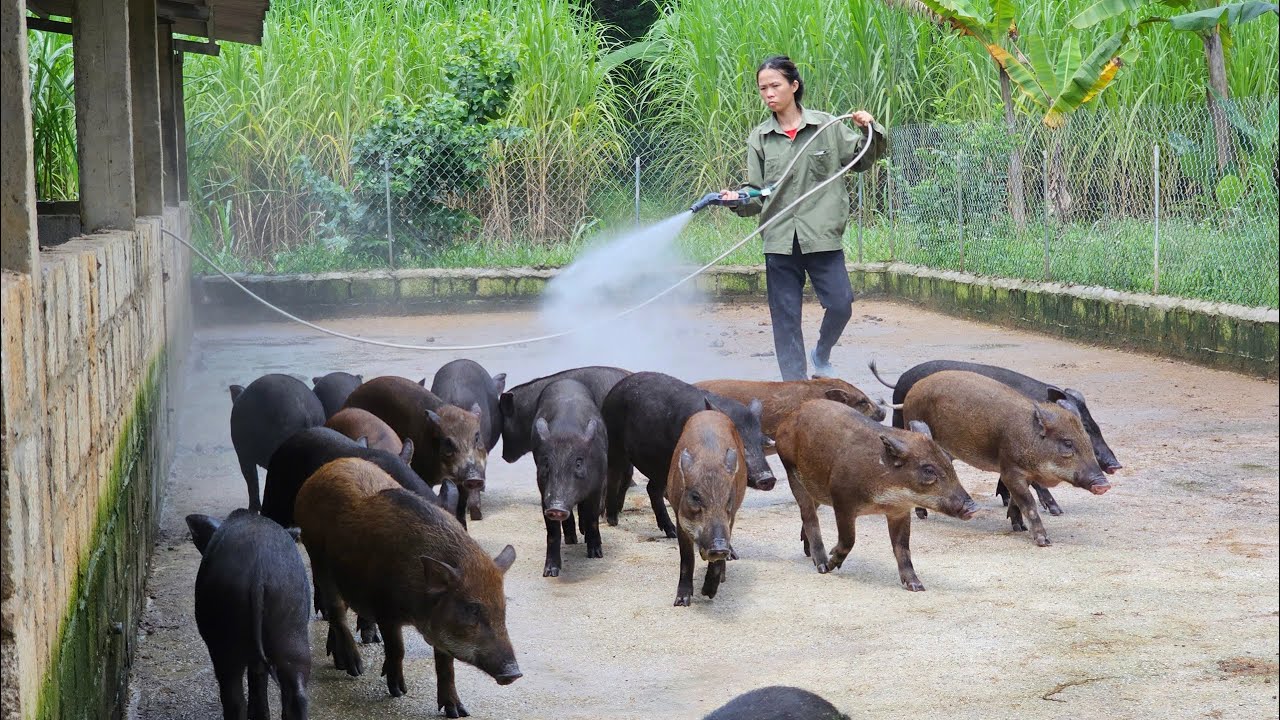 Farm Life: Cleaning and Disinfecting the Pig Pen to Keep the Herd Safe ...