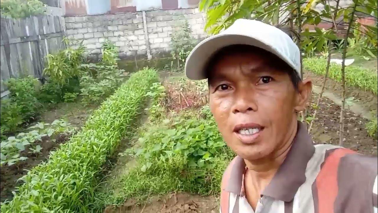 vlog bakul sayur//berkebun dipekarangan rumah - YouTube