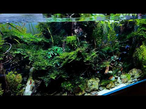 Echte Aquascaping-Sounds: 150 Tage 120cm Aquarium Aufbau ASMR | Von Anfang bis Ende