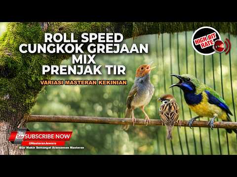 🔴 Live Roll Speed Cucak Cungkok Grejaan Sambung Prenjak Betina Tir Panjang Kesukaan Juri