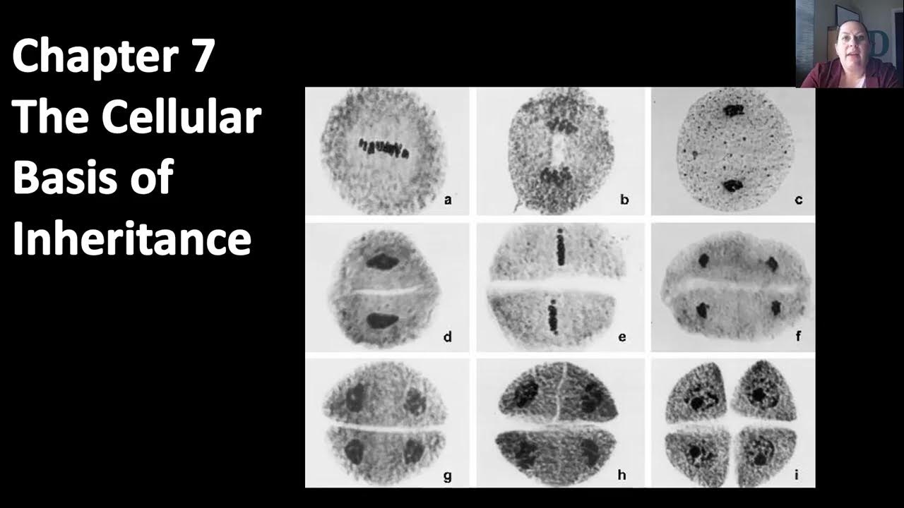 Cellular Basis of Inheritance - YouTube
