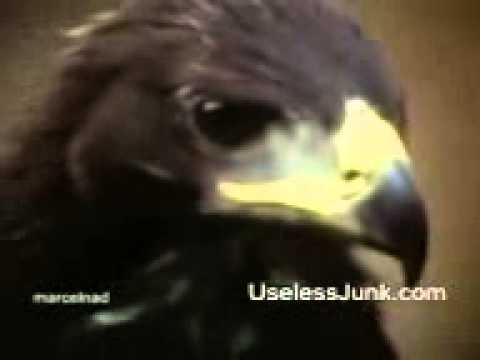 Kartalin yaban keçisi avi