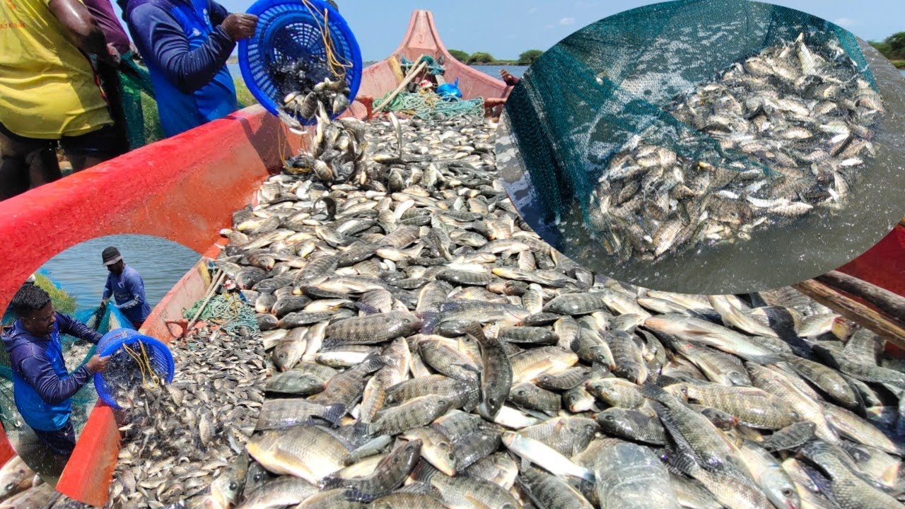 Awesome Net Fishing Skill - Traditional Net Catch Fishing in The River ...