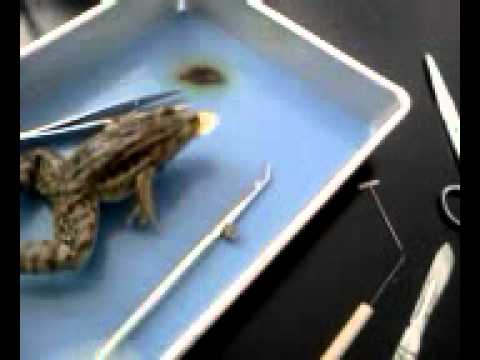 Disecting a frog in class - YouTube
