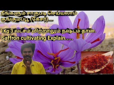 குங்குமப்பூ சாகுபடி | கேசர் சாகுபடி | Saffron cultivation Tamil ...