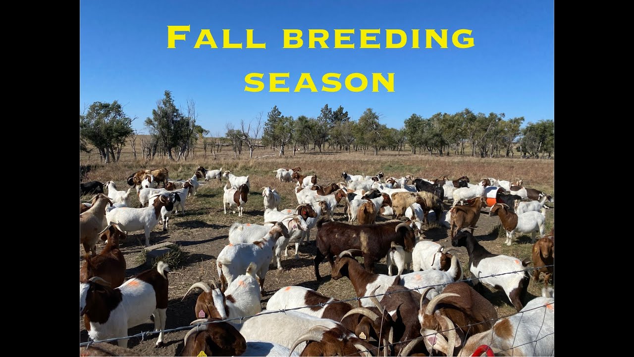 It's breeding time for the spring kidding group - YouTube