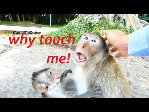 No Kiko don't play hurt on Lucas....Big spoil monkey Kiko unhappy i ...