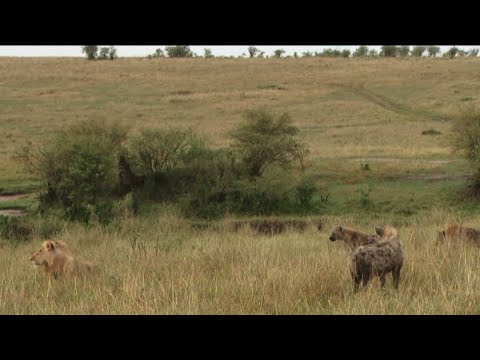 The Secret Life of Hyenas: Master Hunters - YouTube