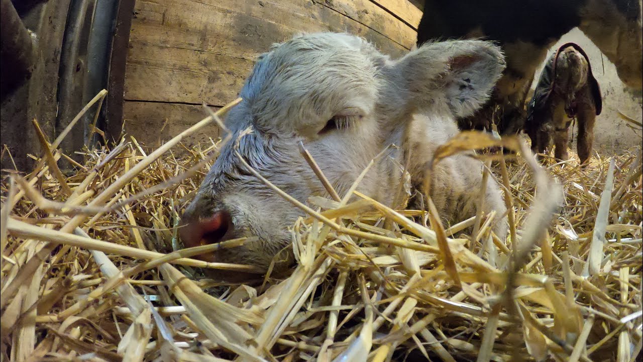 CALVING SEASON HAS STARTED - YouTube